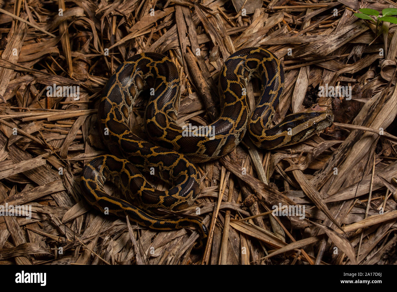 Burmese Python (Python bivittatus) from Kaeng Krachan National Park ...
