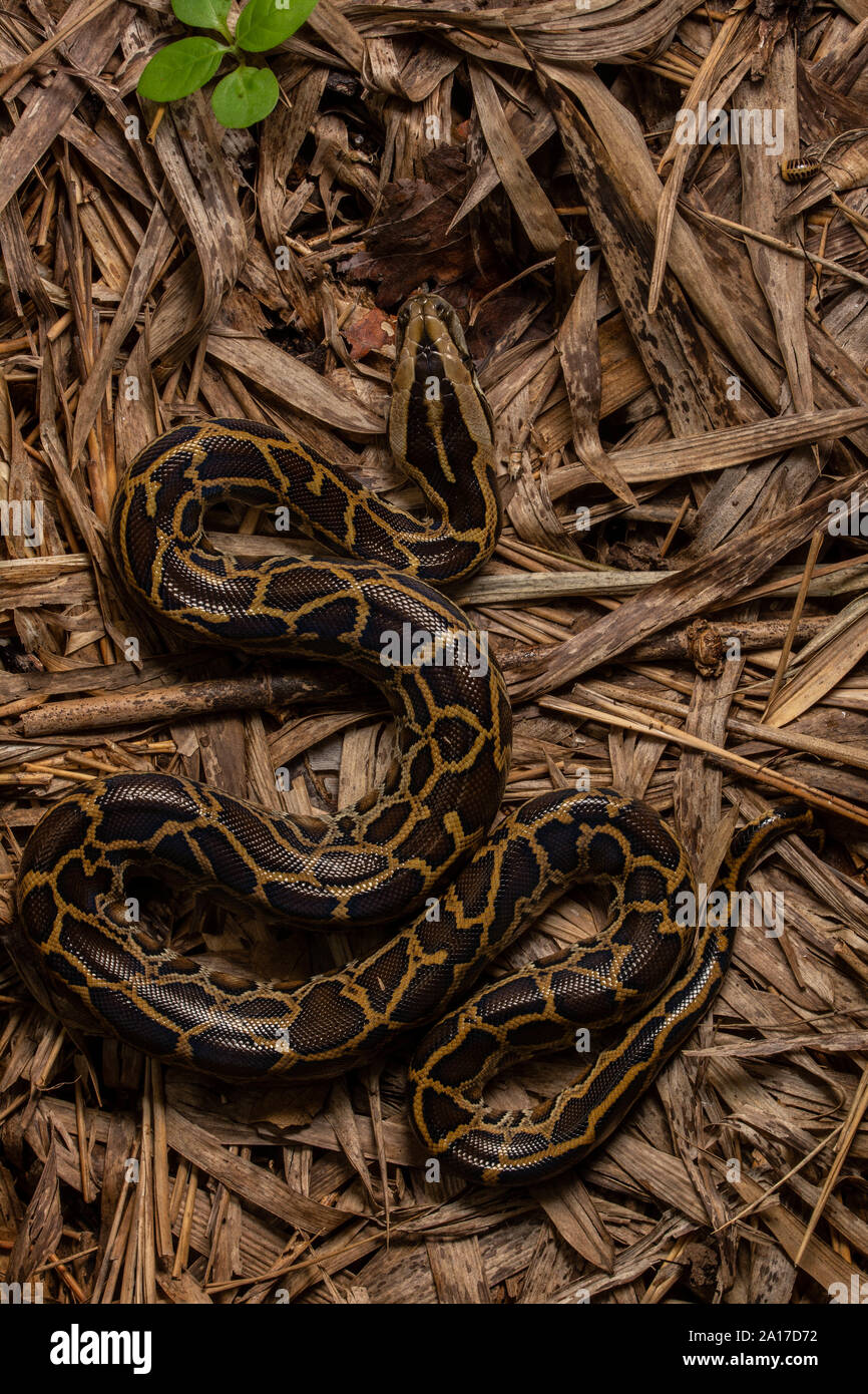 Burmese Python (Python bivittatus) from Kaeng Krachan National Park, Thailand Stock Photo - Alamy