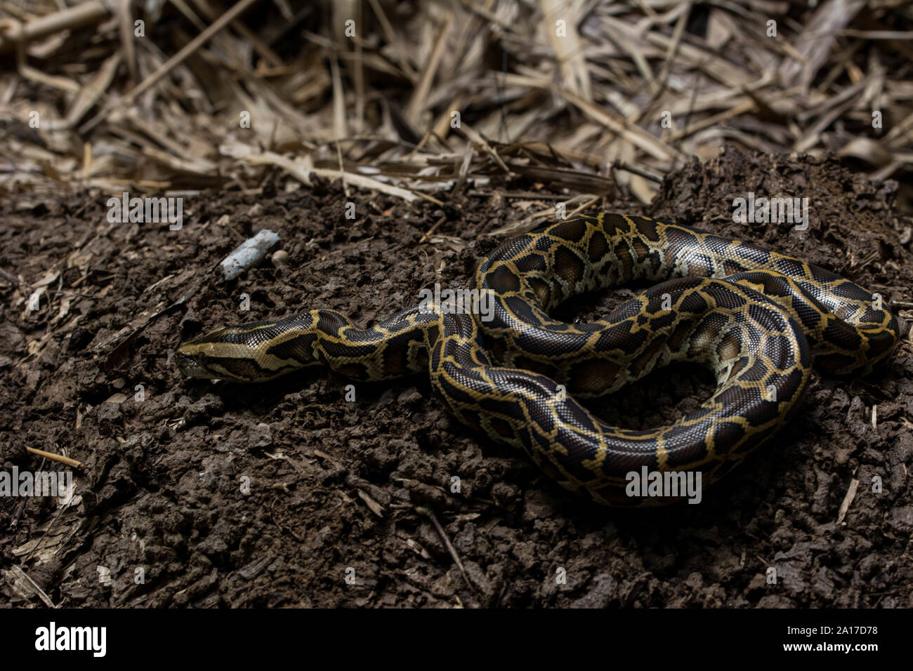 Burmese Python (Python bivittatus) from Kaeng Krachan National Park, Thailand Stock Photo - Alamy