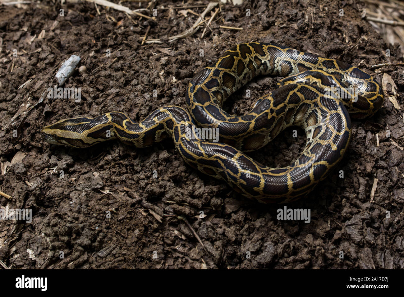 Burmese Python (Python bivittatus) from Kaeng Krachan National Park ...
