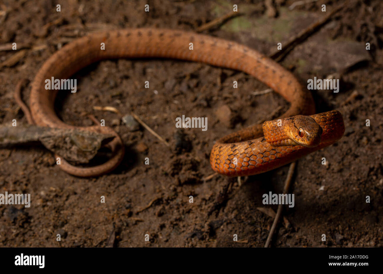 Keeled Slug Snake High Resolution Stock Photography and Images - Alamy