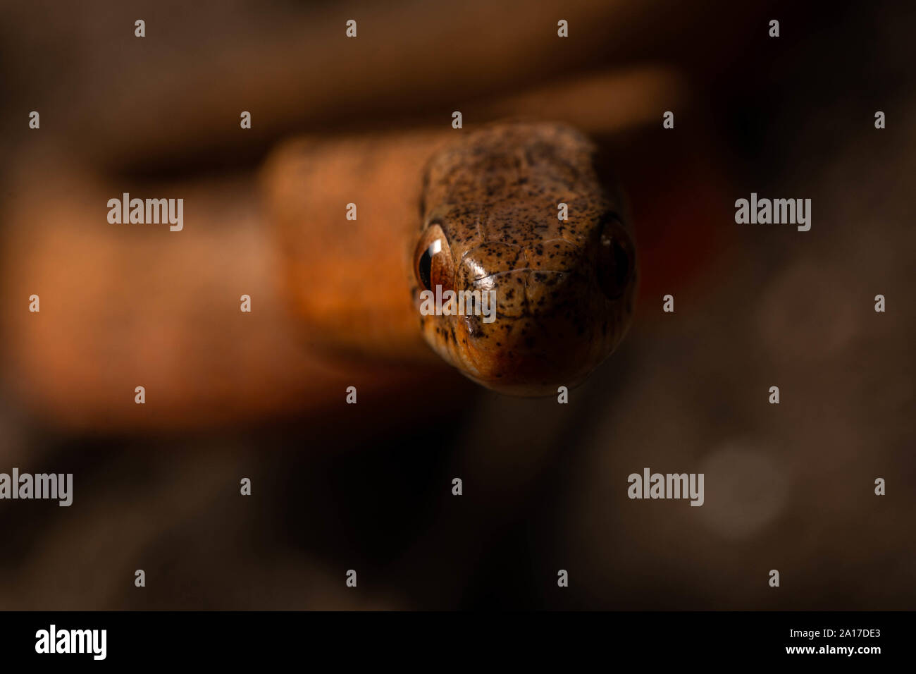 Slug snake hi-res stock photography and images - Alamy