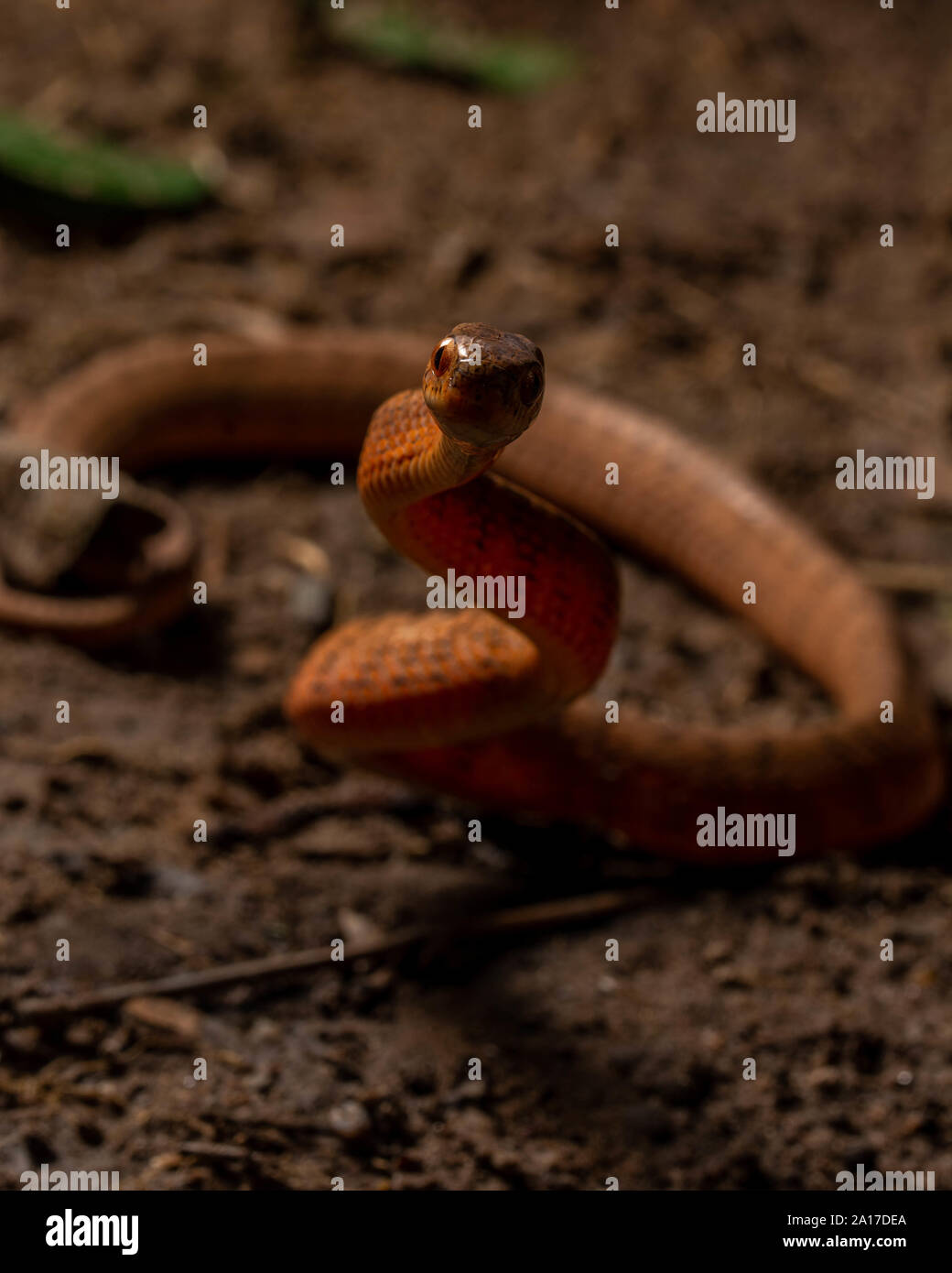 Slug eating snake hi-res stock photography and images - Alamy