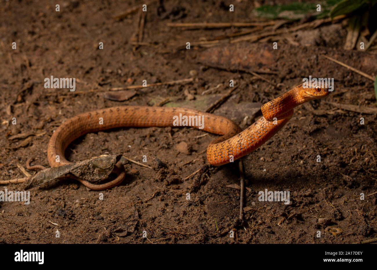 Keeled slug eating snake pareas carinatus hi-res stock photography and ...