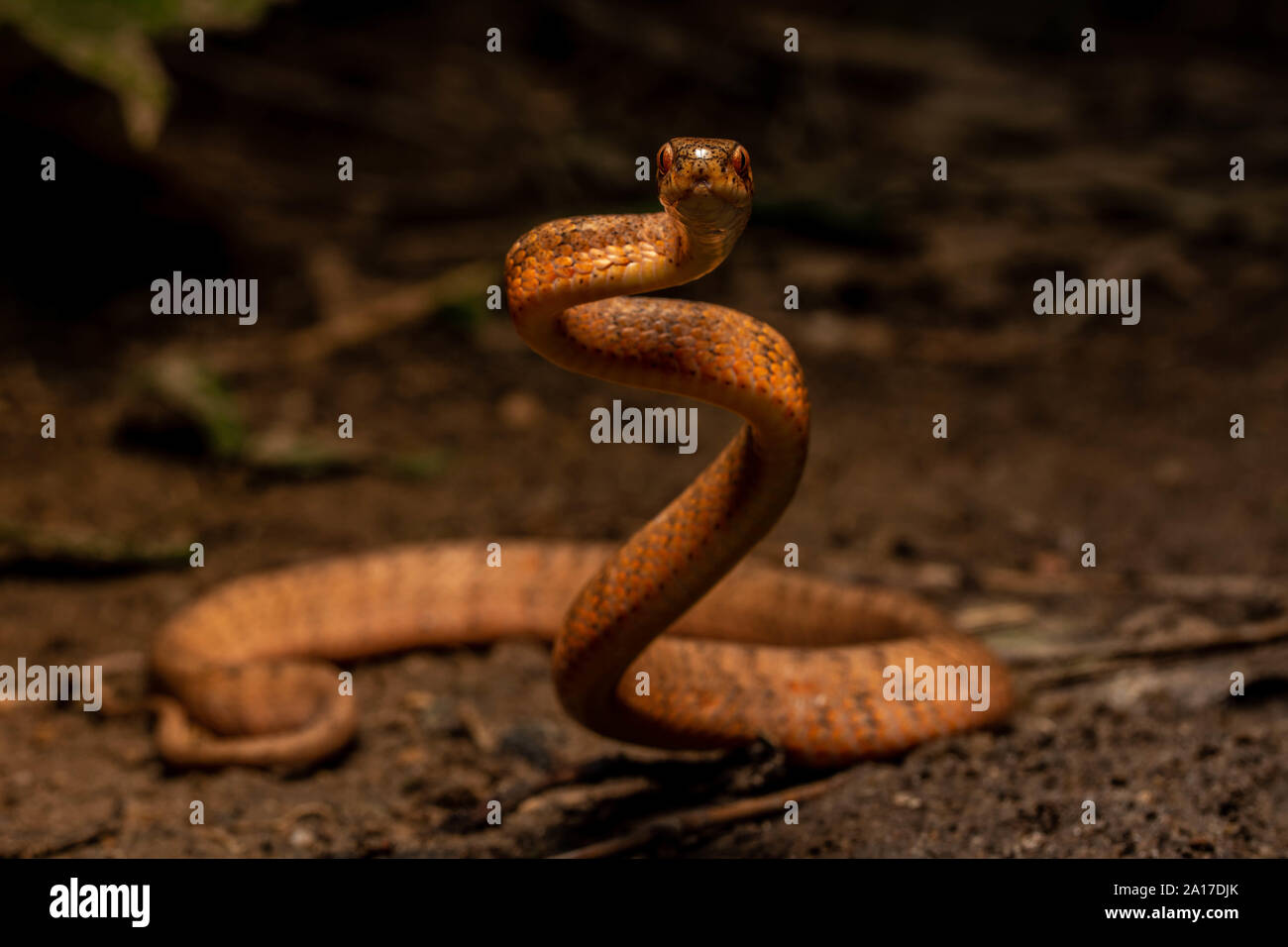 Keeled slug snake hi-res stock photography and images - Alamy