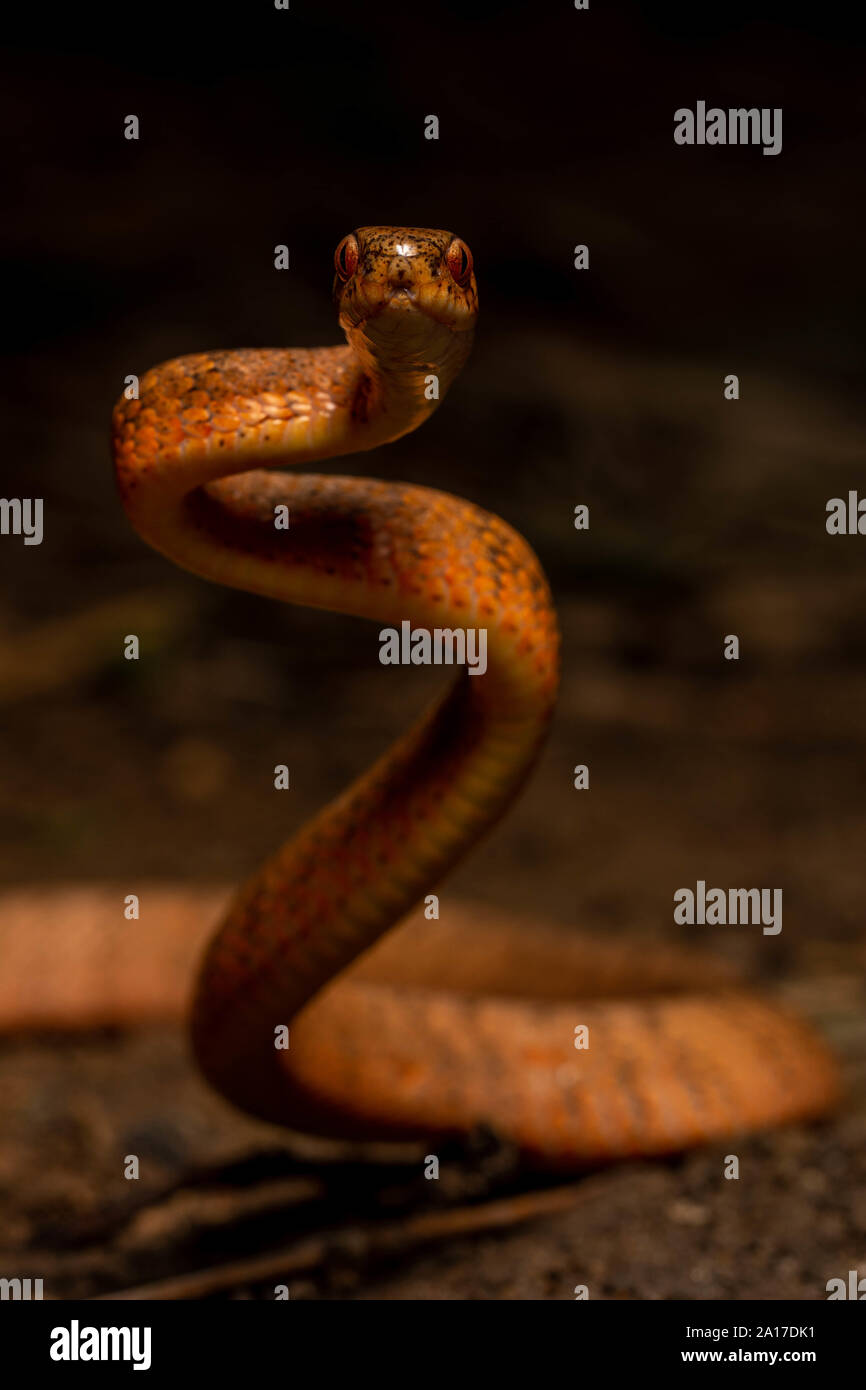 Slug Eating Snake High Resolution Stock Photography and Images - Alamy