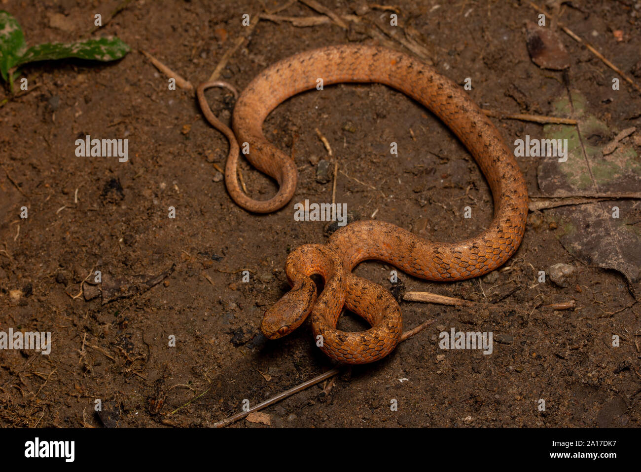 Keeled Slug Snake High Resolution Stock Photography and Images - Alamy