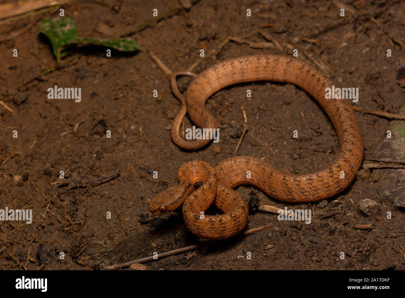 Keeled slug eating snake hi-res stock photography and images - Alamy