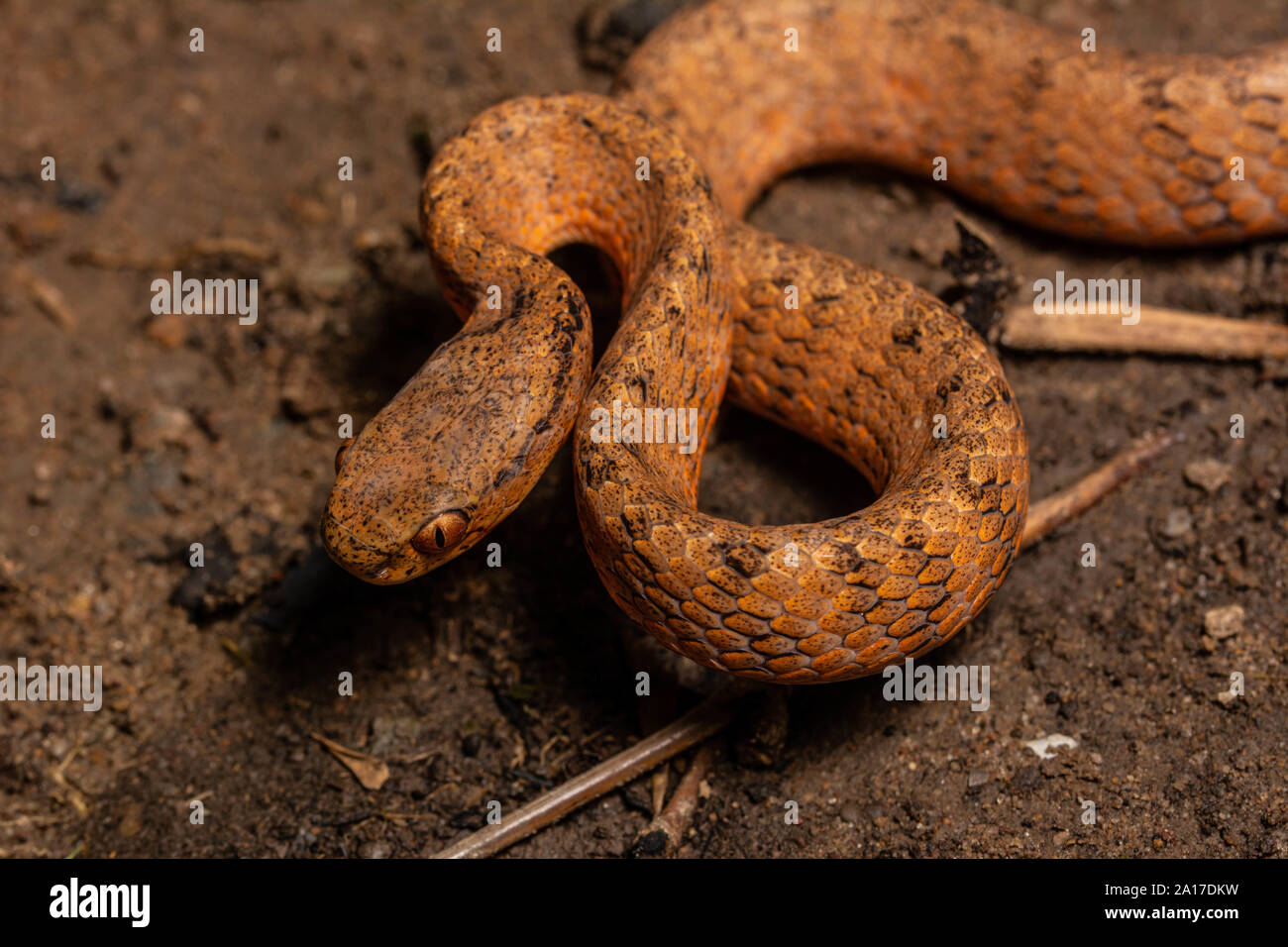 Keeled Slug Snake High Resolution Stock Photography and Images - Alamy