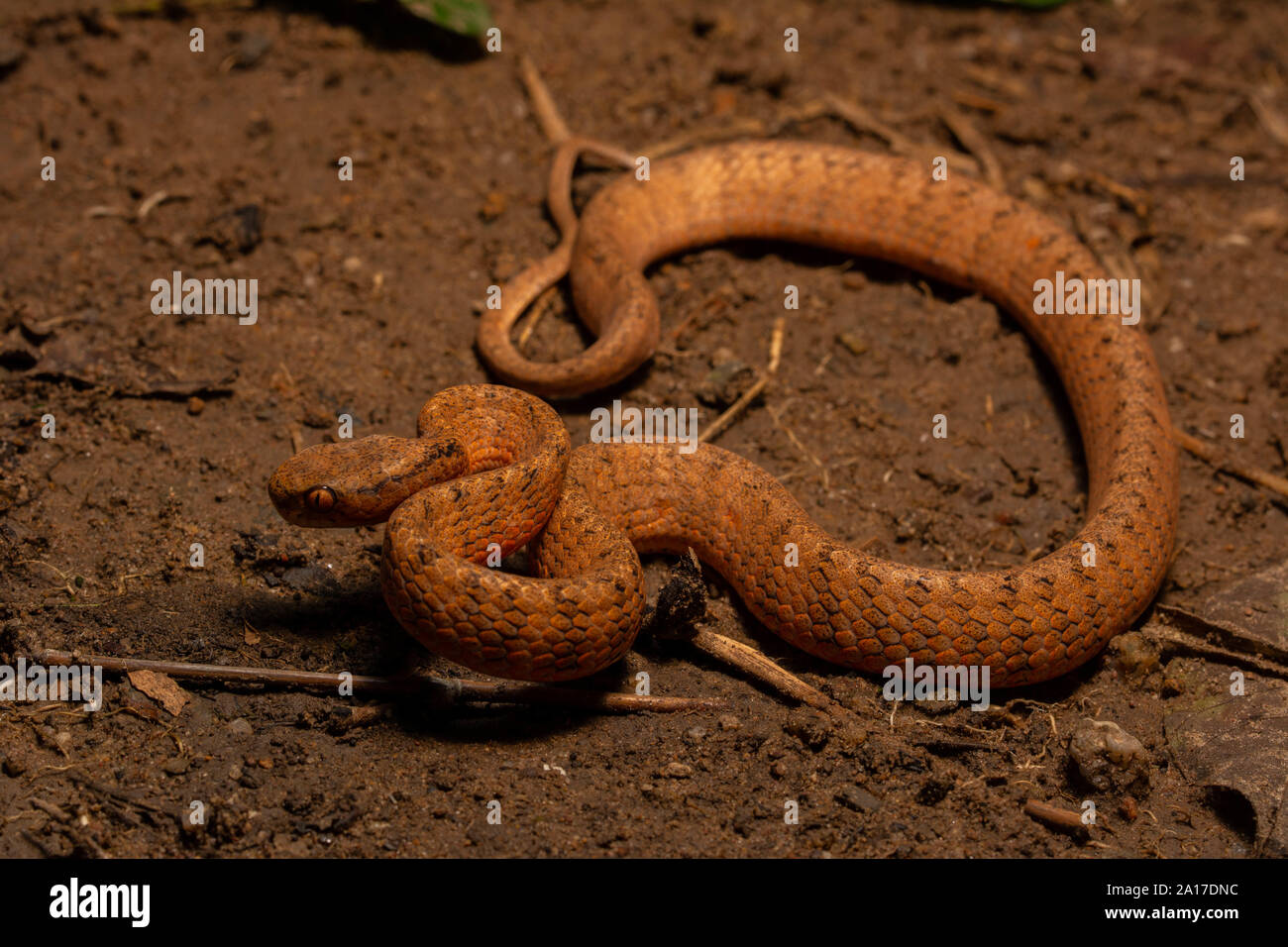 Keeled Slug Snake High Resolution Stock Photography and Images - Alamy