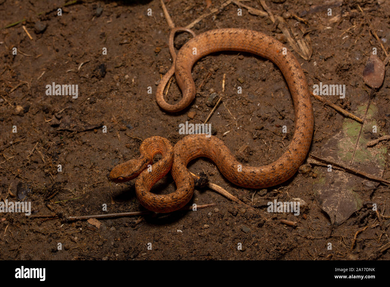 Keeled Slug Snake High Resolution Stock Photography and Images - Alamy