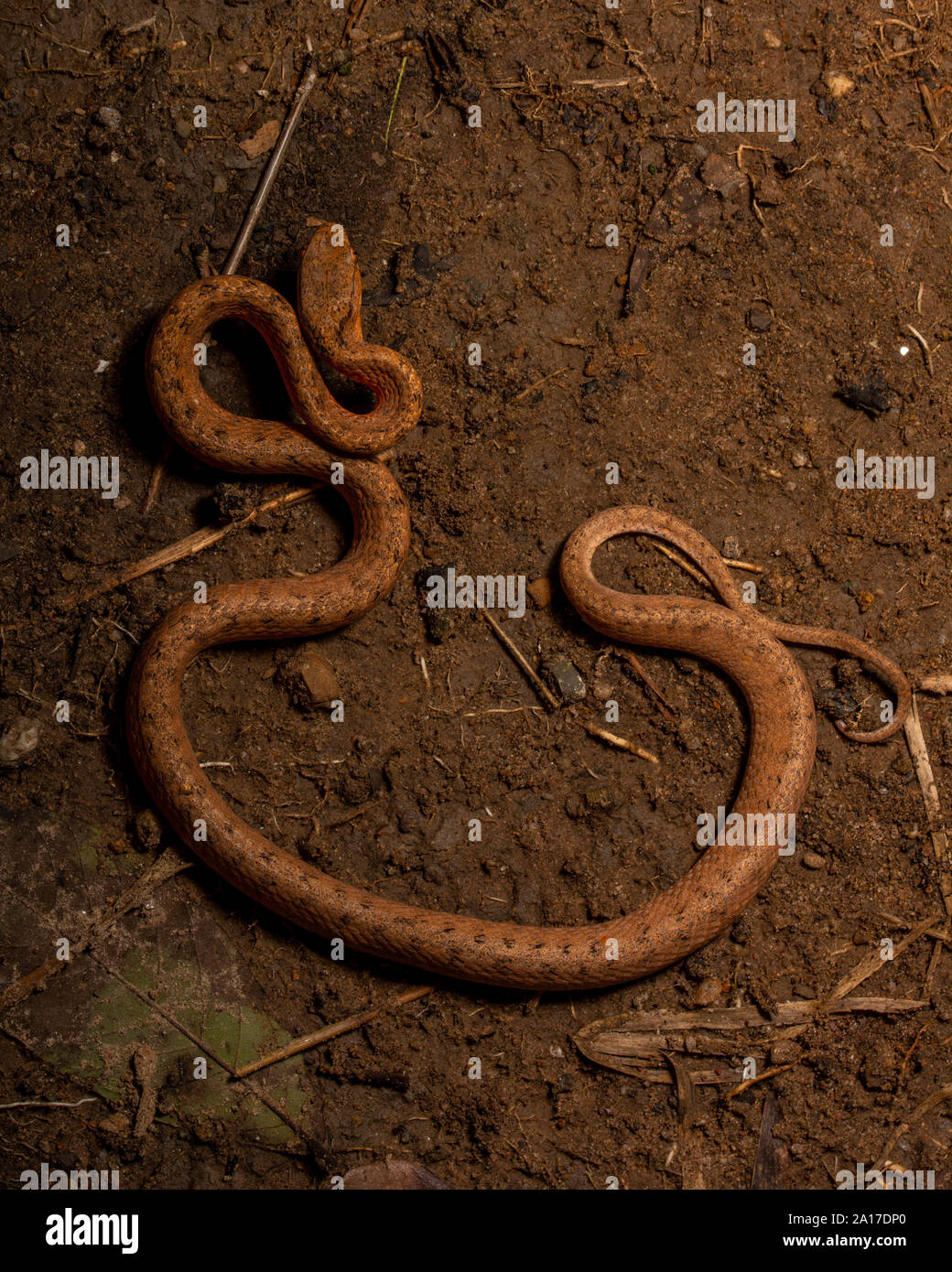 Keeled Slug Snake High Resolution Stock Photography and Images - Alamy