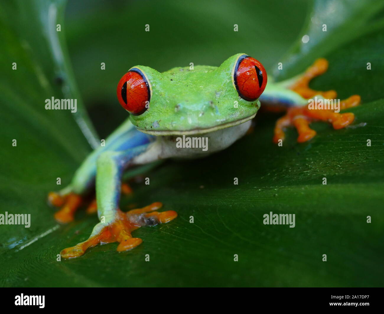 Frog webbed feet hi-res stock photography and images - Alamy
