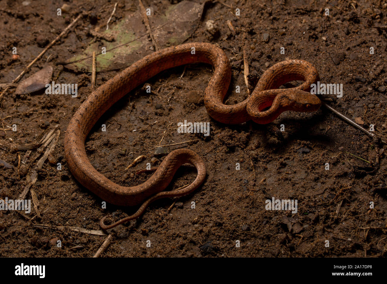 Keeled slug eating snake pareas carinatus hi-res stock photography and ...