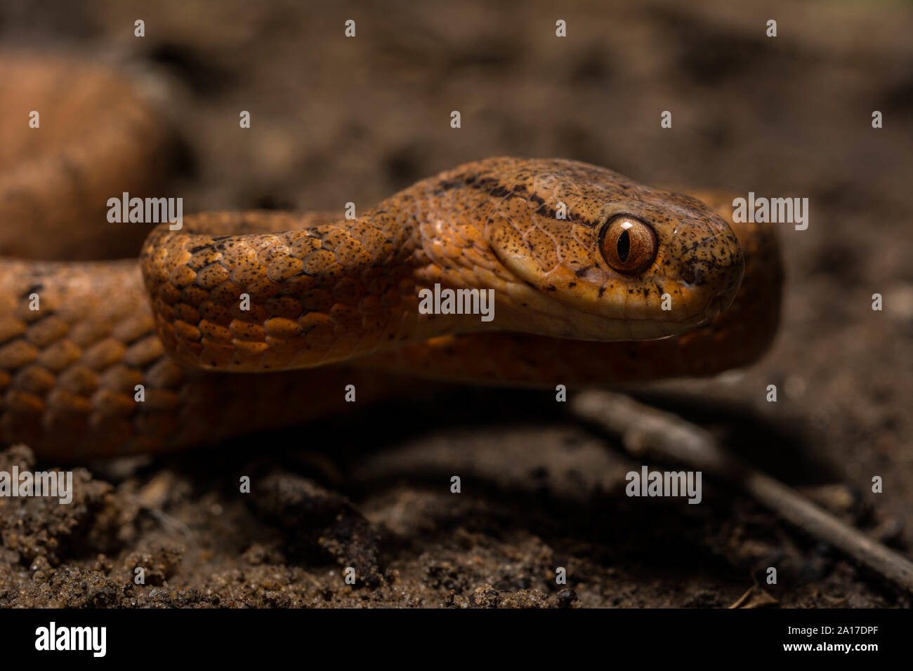 Keeled Slug Snake High Resolution Stock Photography and Images - Alamy