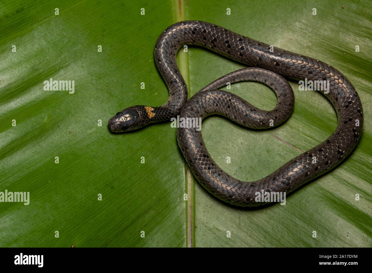 White-spotted Slug-eating Snake (Pareas margaritophorus) from ...