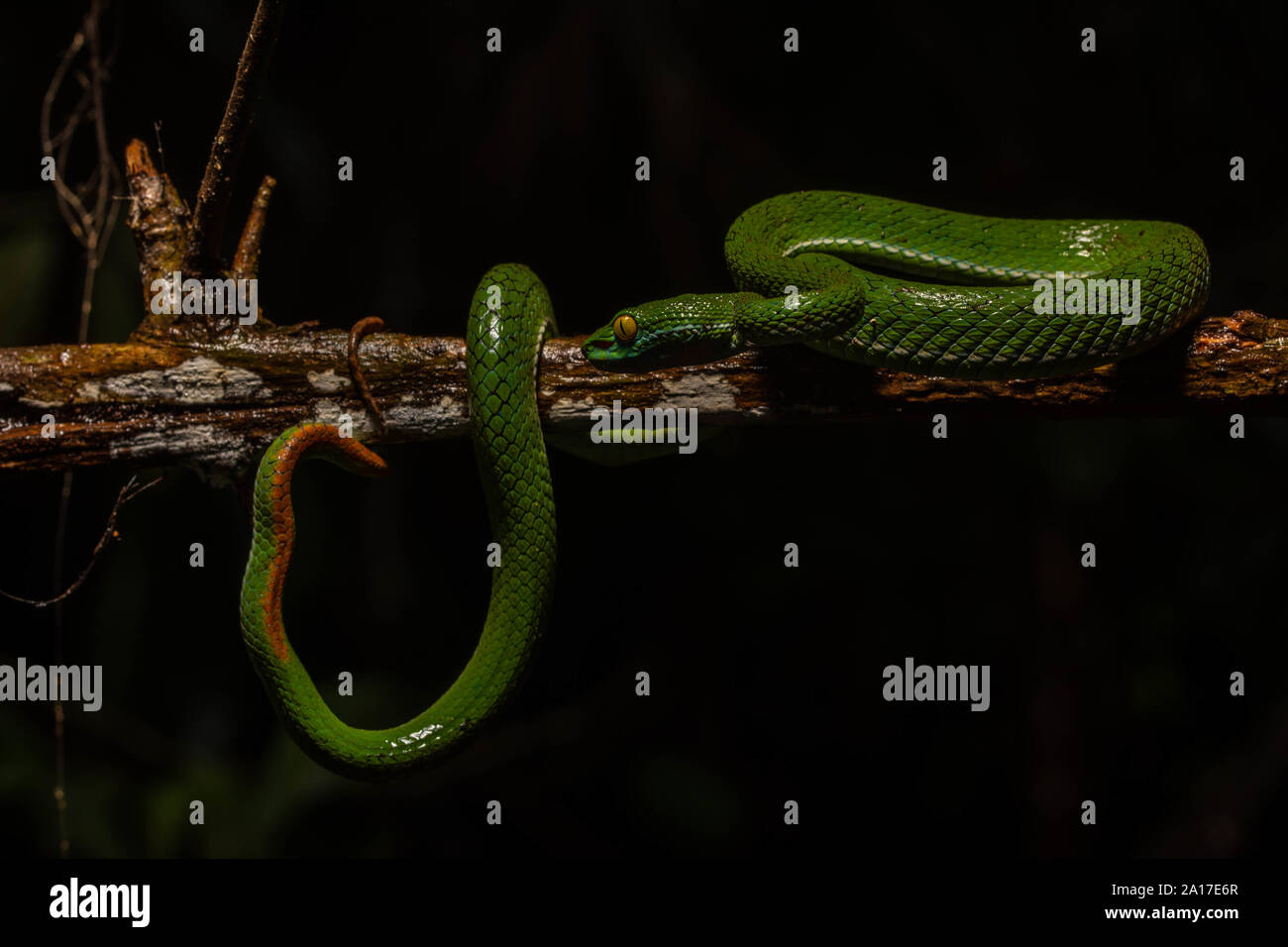 Large-eyed Pitviper (Trimeresurus macrops) from Khao Yai National Park ...