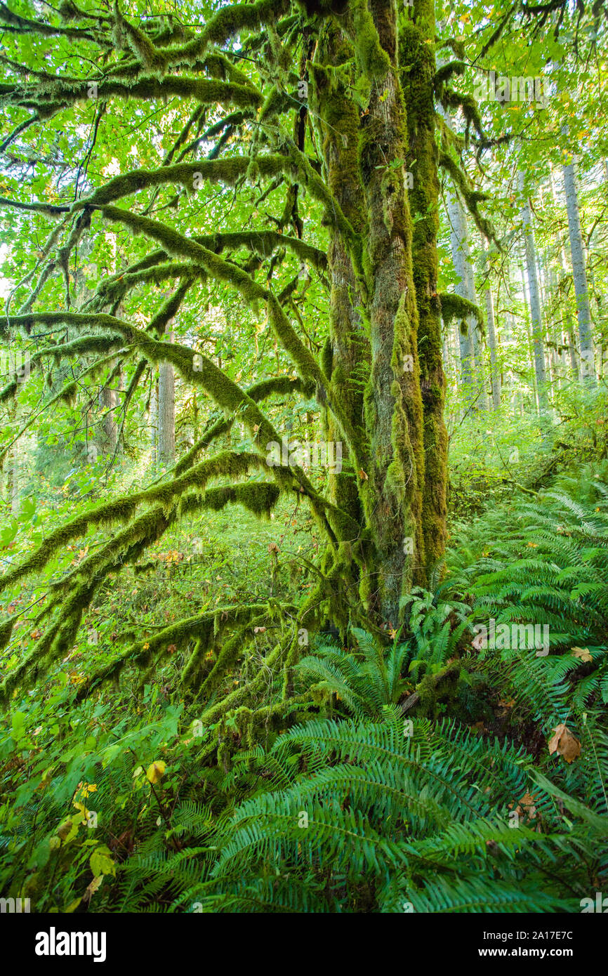 Moss covered trees and ferns in a Pacific Northwest forest at Silver ...