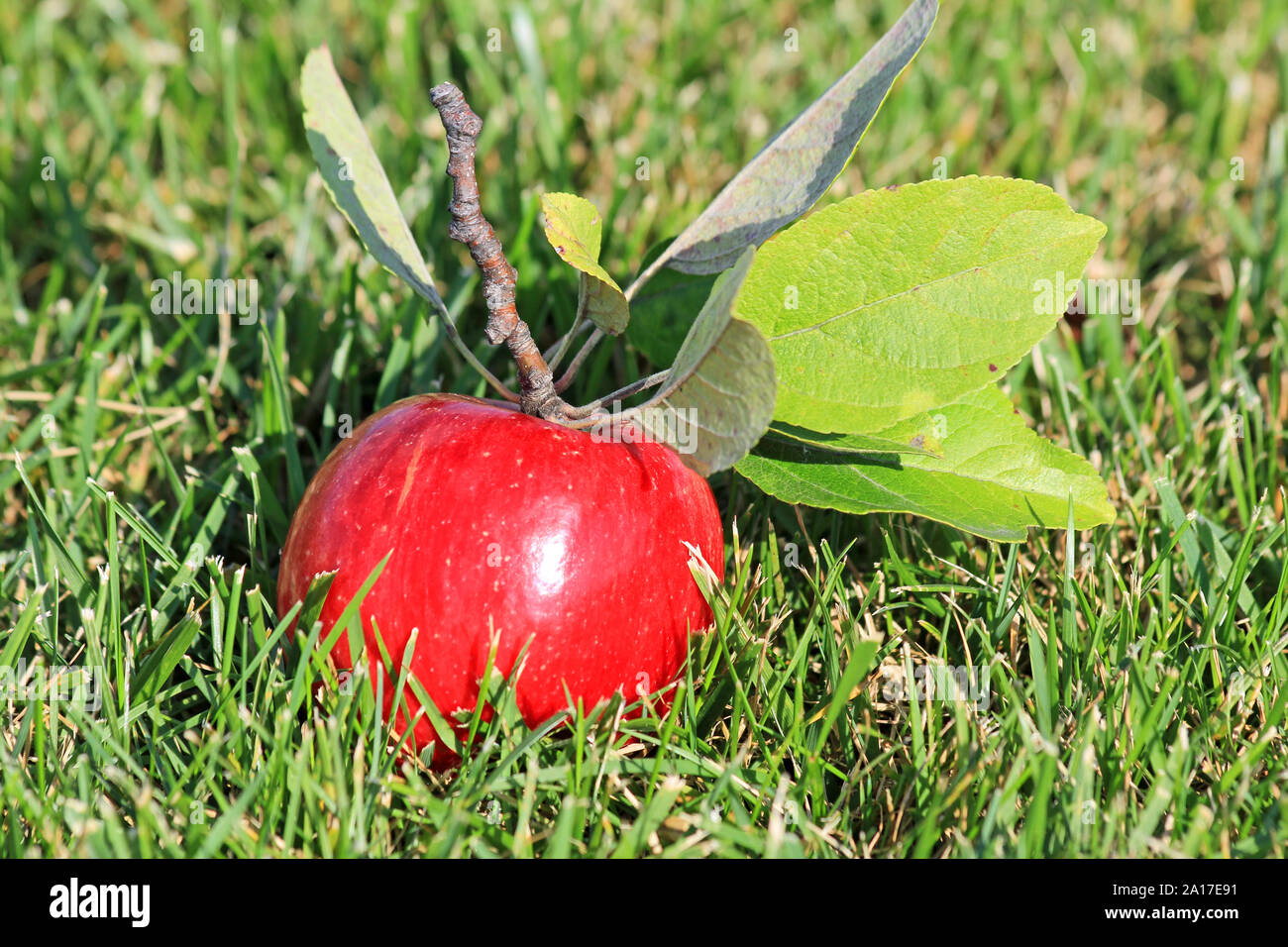 Red apple on grass Stock Photo - Alamy