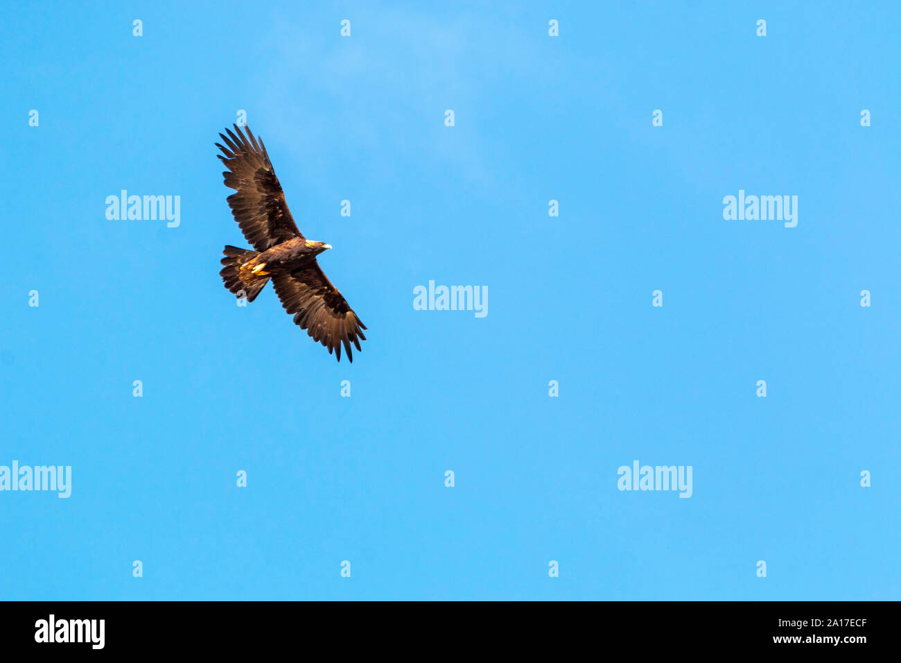 Golden eagle in flight hi-res stock photography and images - Alamy