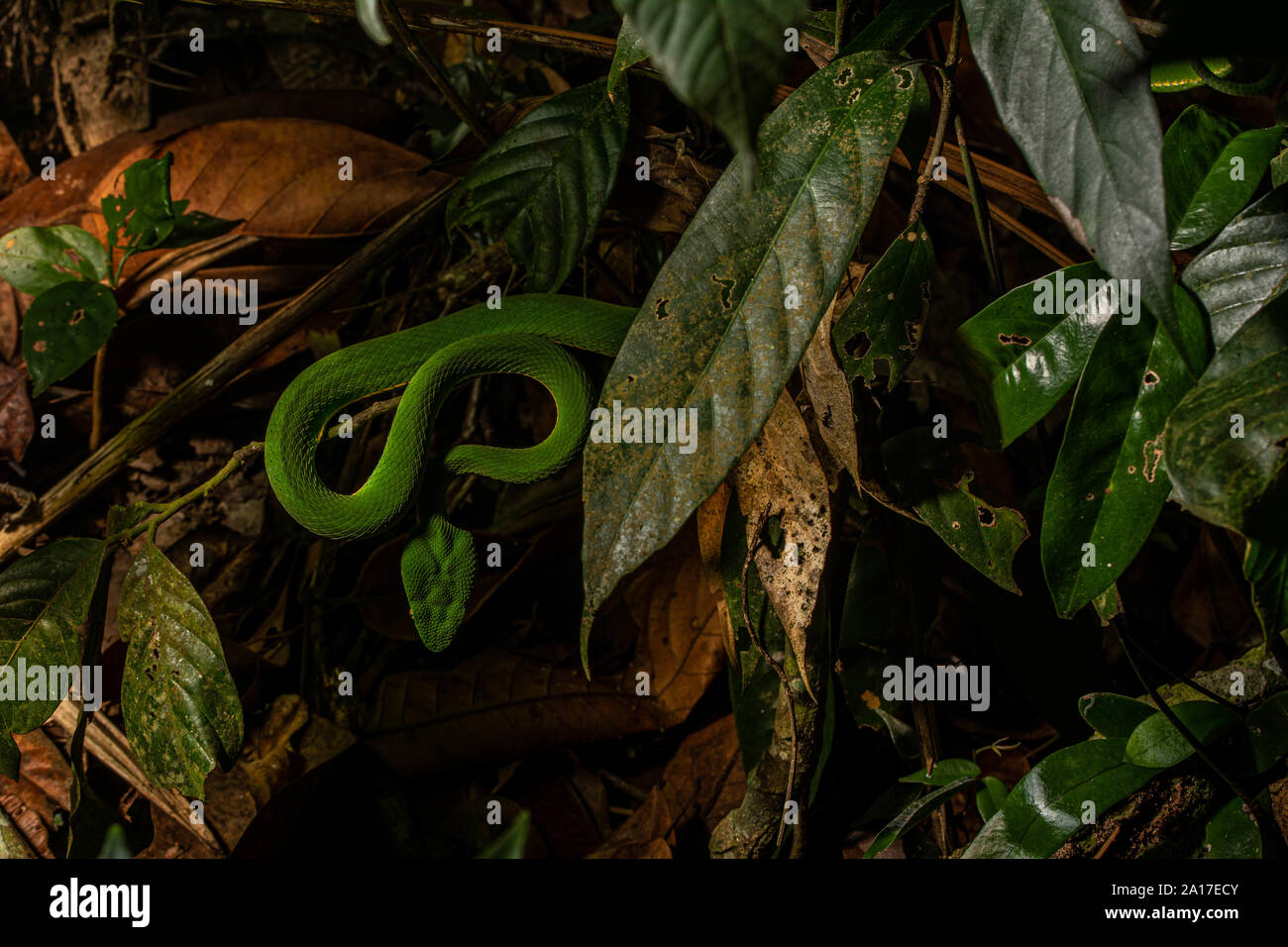Vogels green pitviper trimeresurus vogeli hi-res stock photography and ...