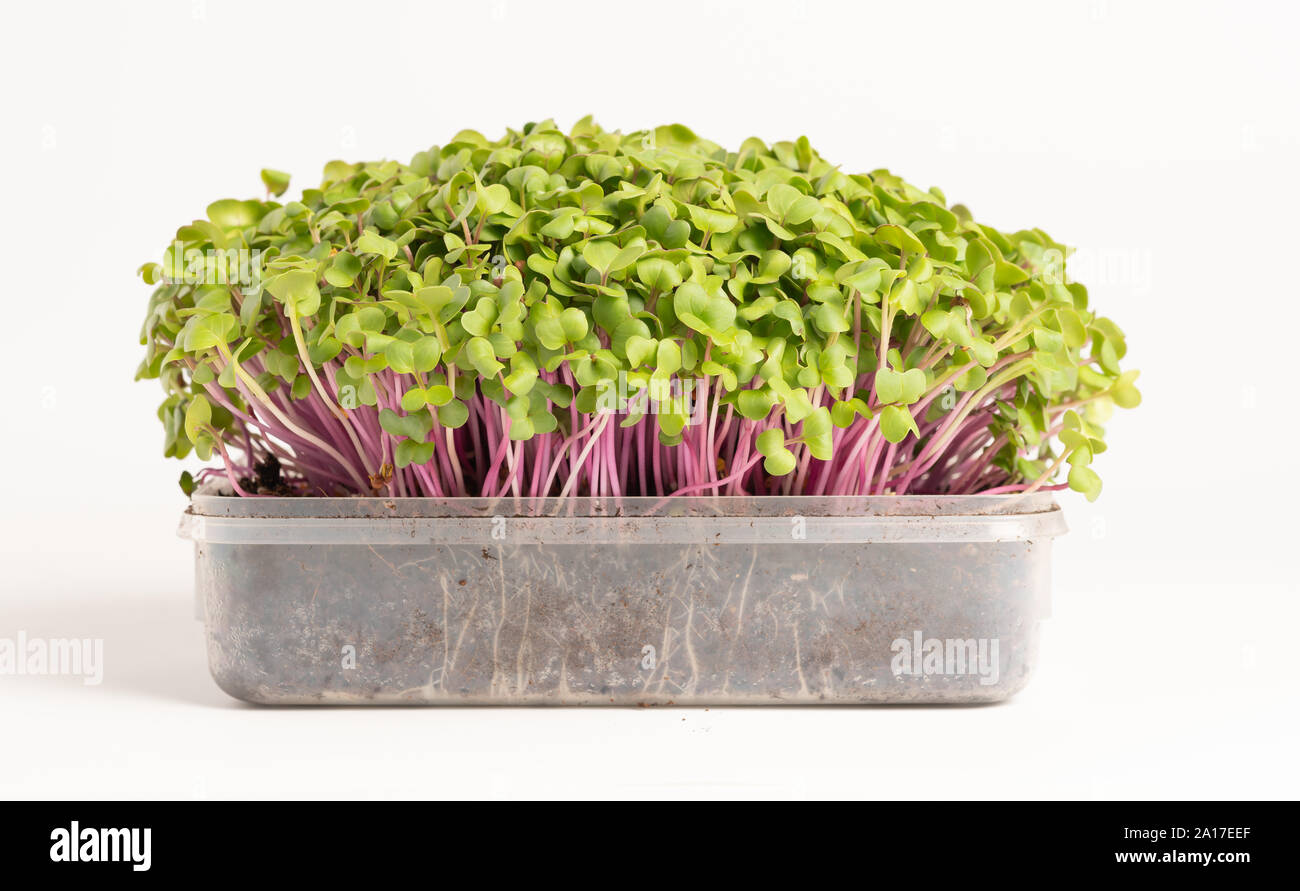 green sprouts edible plants. microgreens nutrition Stock Photo - Alamy