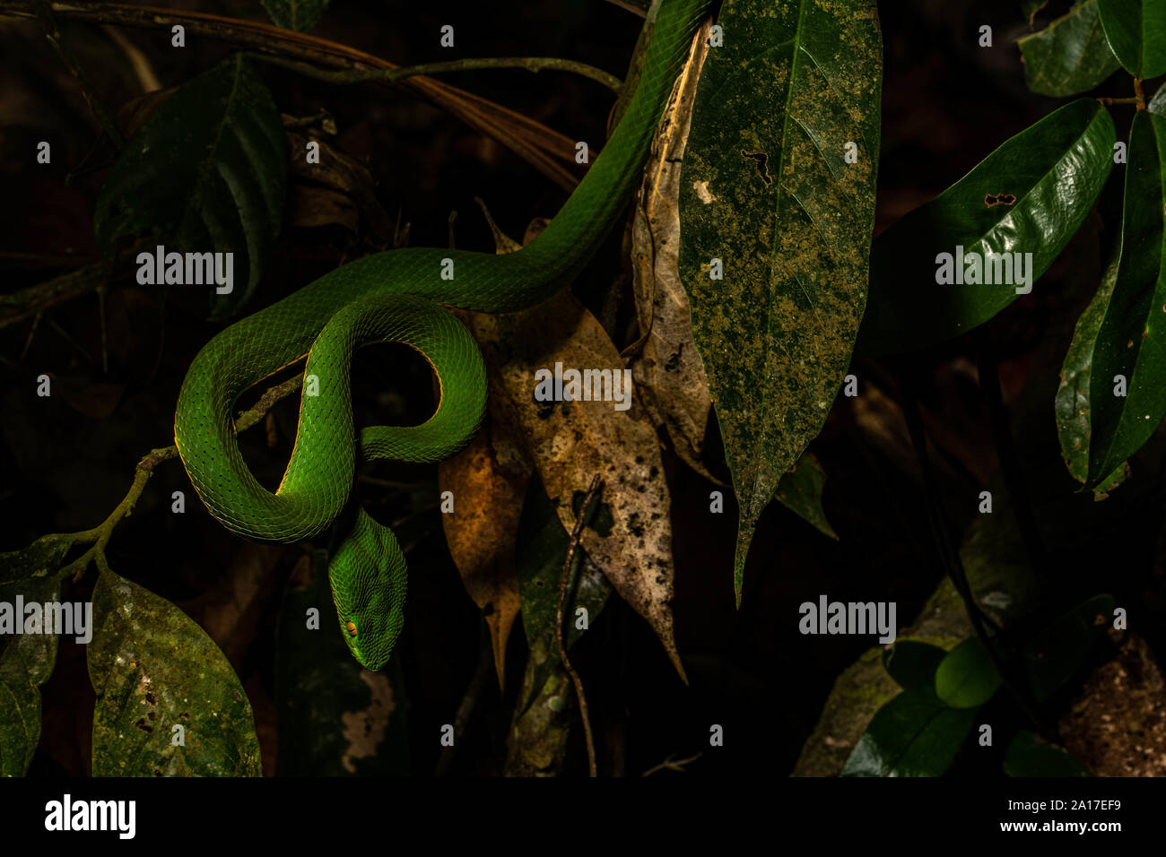 Vogels green pitviper trimeresurus vogeli hi-res stock photography and ...