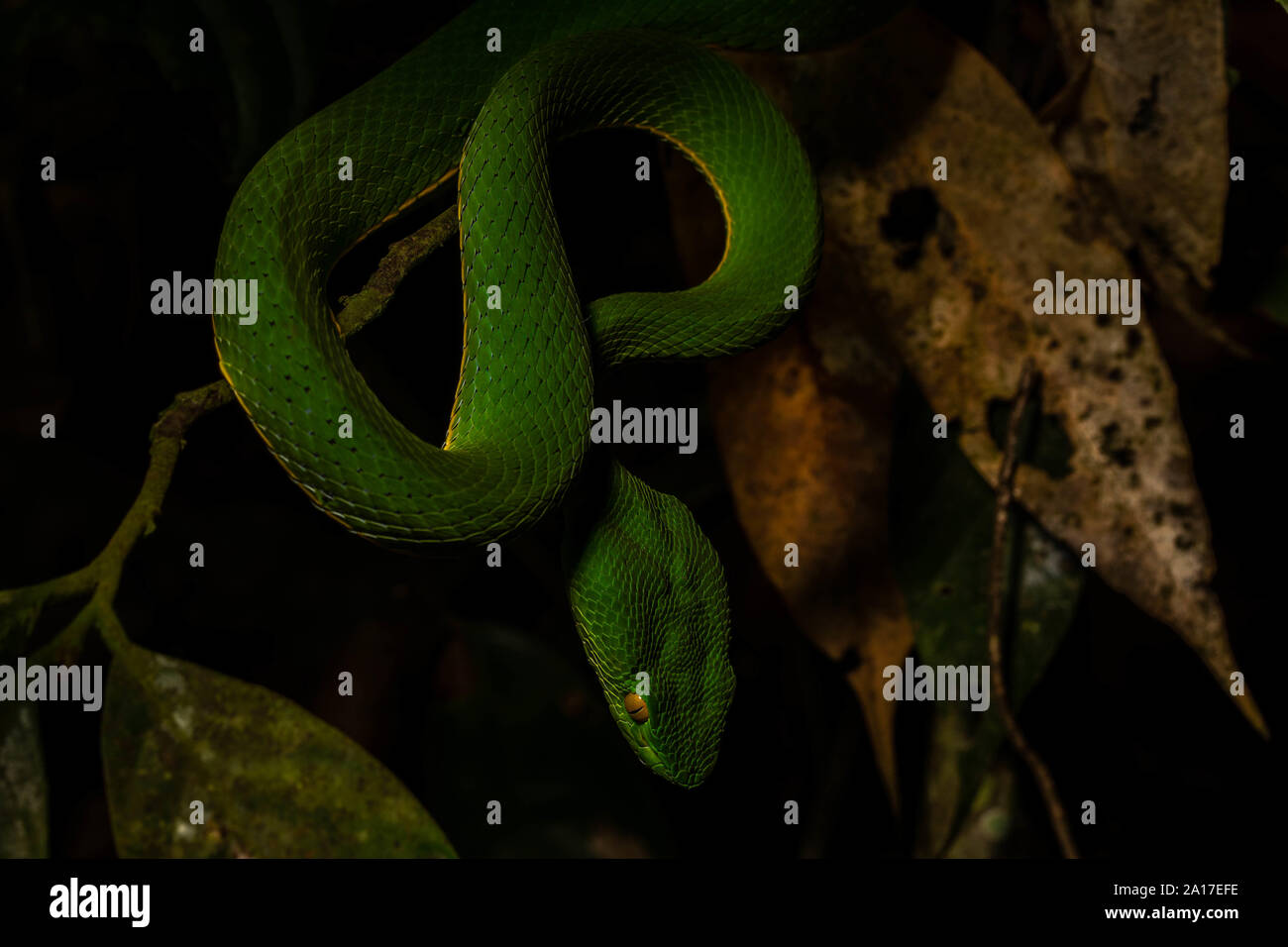 Vogels green pitviper hi-res stock photography and images - Alamy