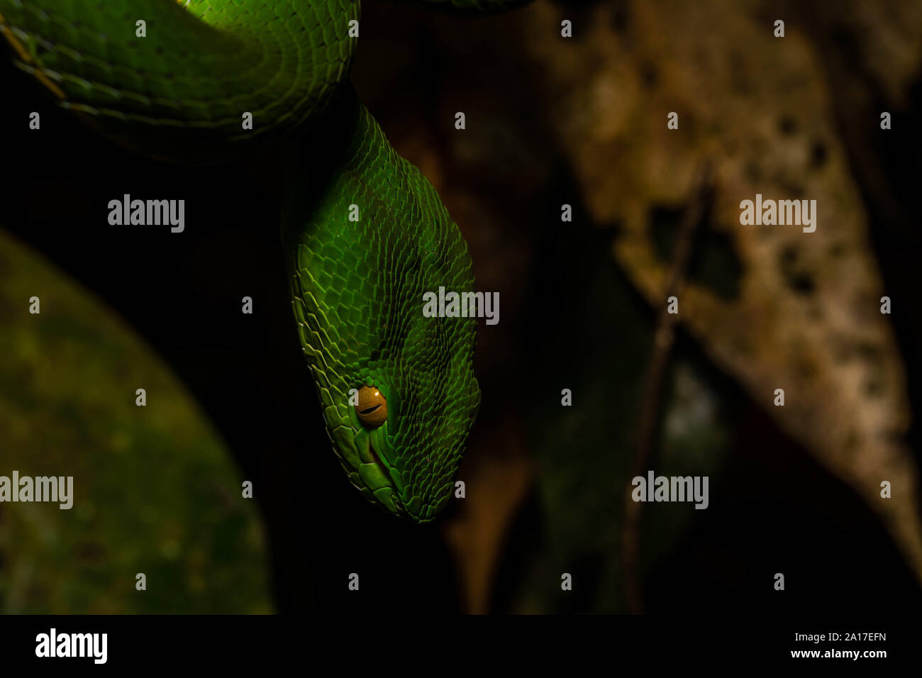 Vogels green pitviper hi-res stock photography and images - Alamy