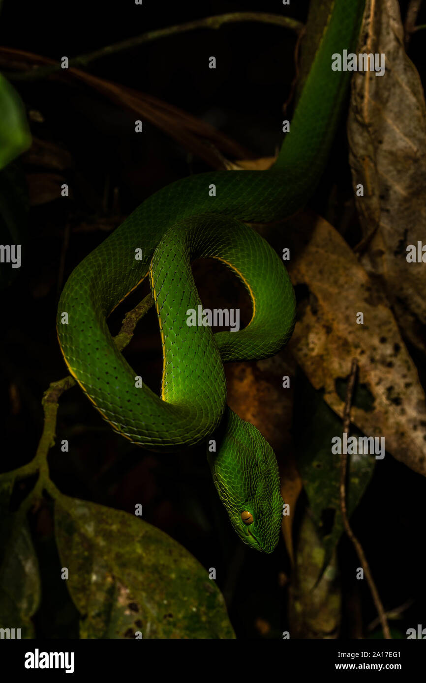 Vogels green pitviper hi-res stock photography and images - Alamy