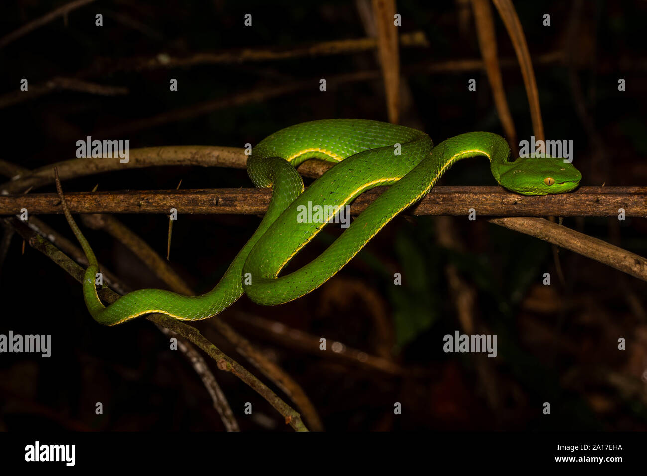 Vogels green pitviper hi-res stock photography and images - Alamy