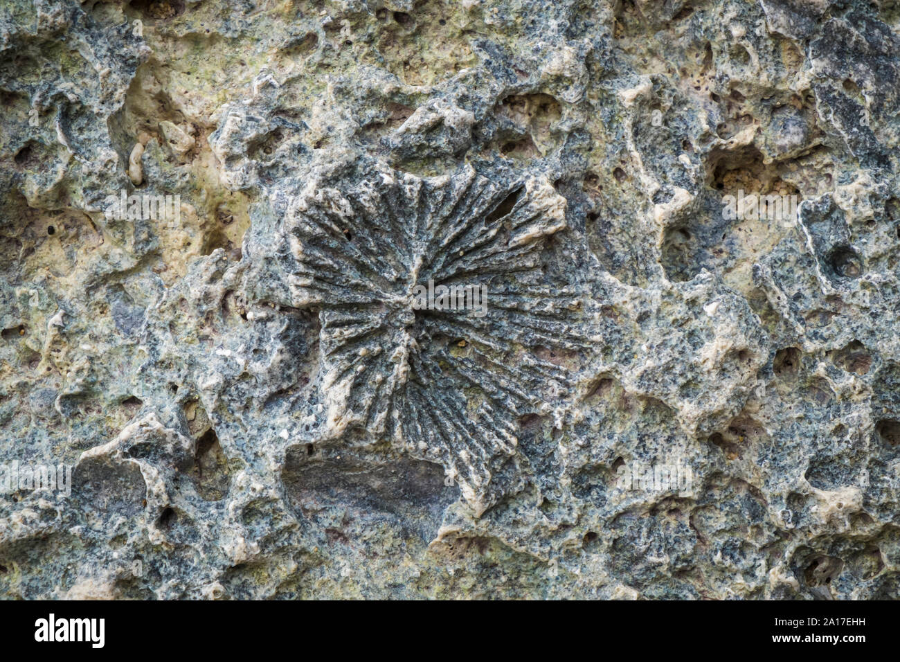 Very old fossils on Mindanao in the Philippines Stock Photo - Alamy