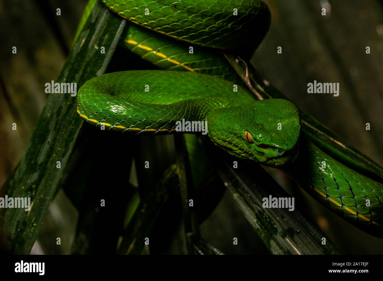 Vogels green pitviper hi-res stock photography and images - Alamy