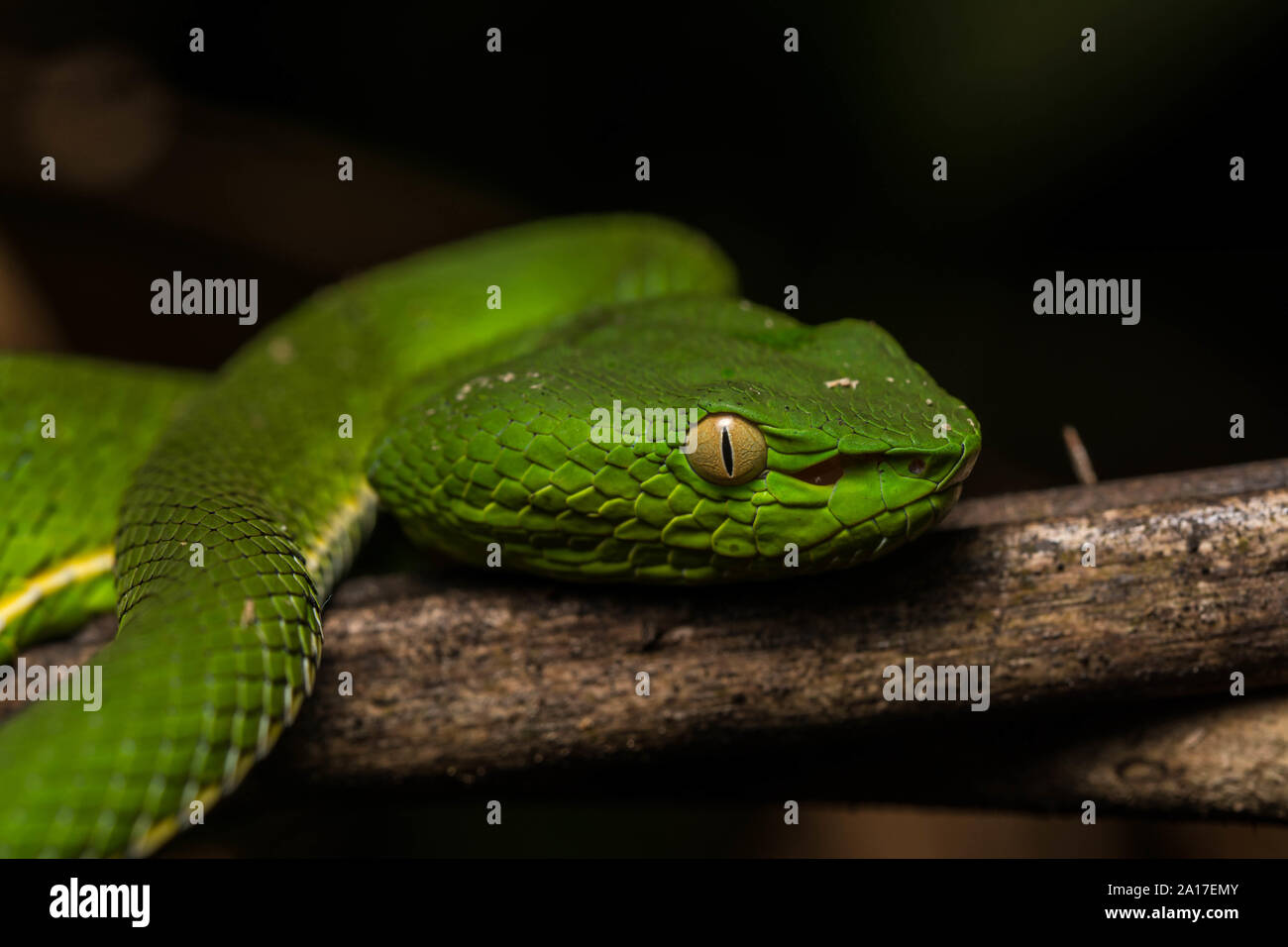 Vogels green pitviper hi-res stock photography and images - Alamy