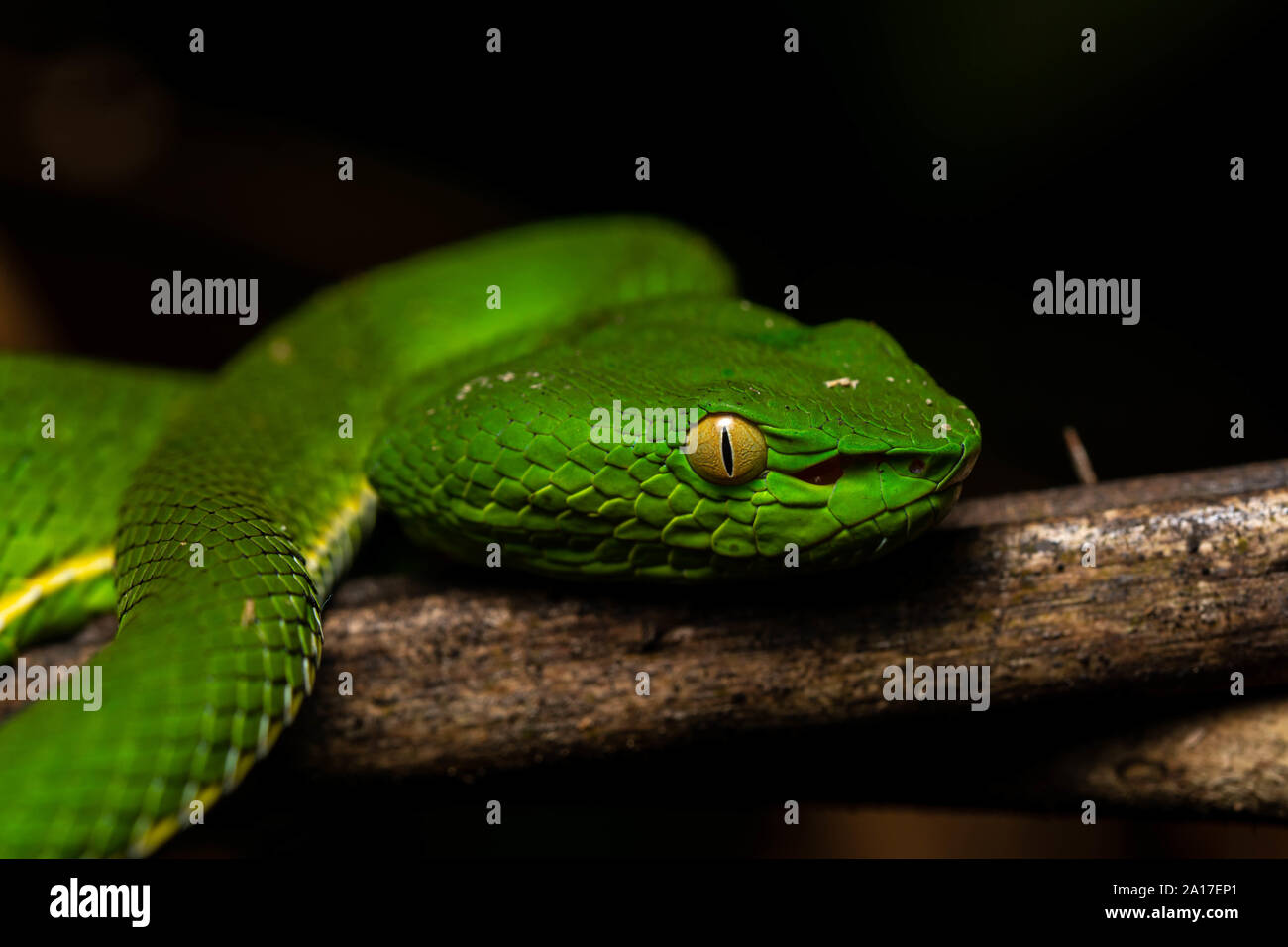 Vogel’s Pitviper (Trimeresurus vogeli) from Khao Yai National Park ...