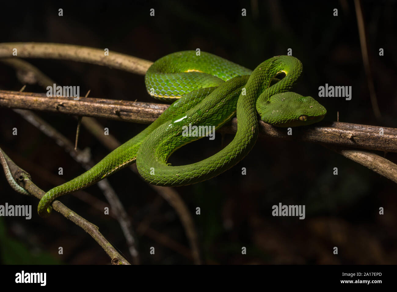 Vogels green pitviper hi-res stock photography and images - Alamy