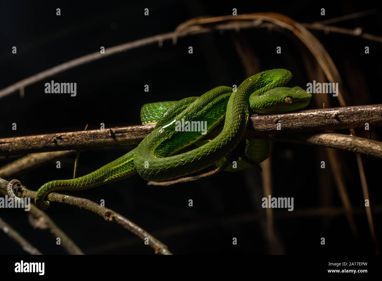 Vogel’s Pitviper (Trimeresurus vogeli) from Khao Yai National Park ...