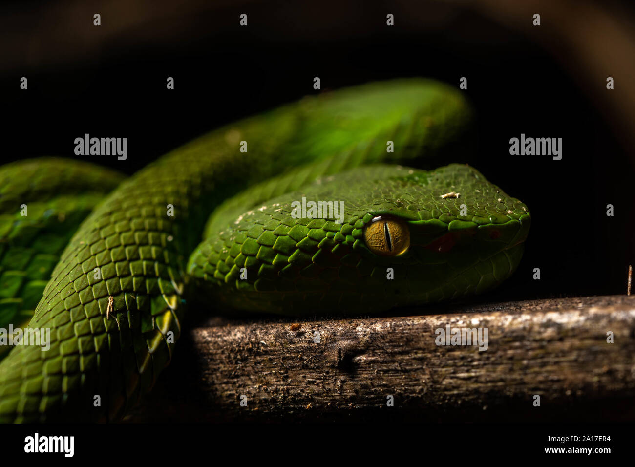 Vogels green pitviper hi-res stock photography and images - Alamy