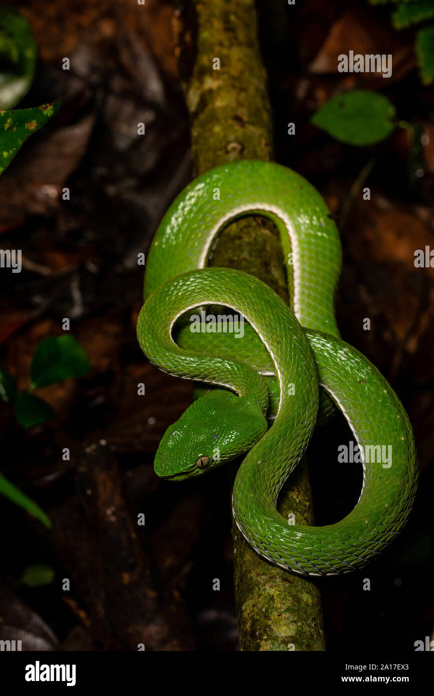 Vogels green pitviper hi-res stock photography and images - Alamy