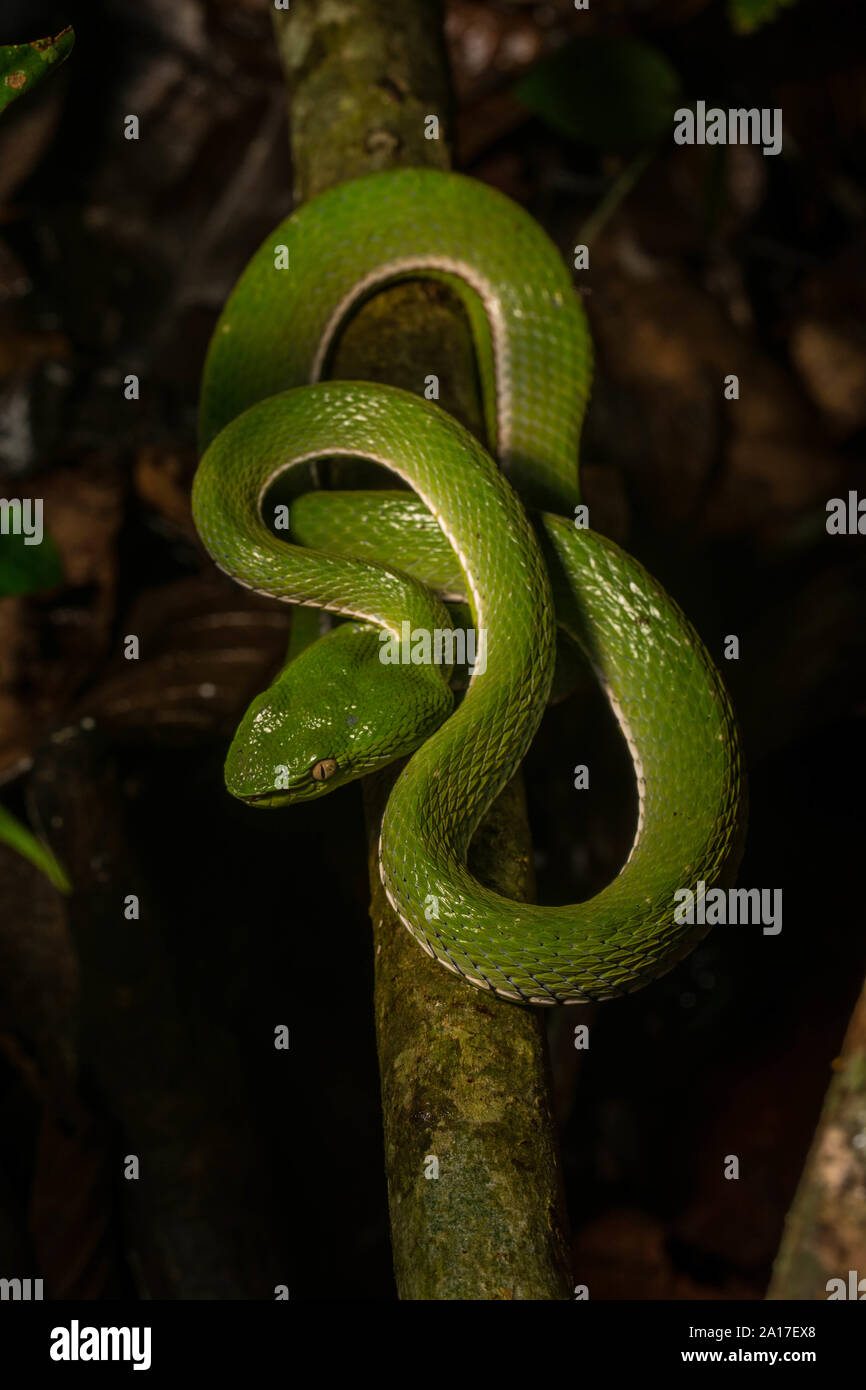 Vogels green pitviper hi-res stock photography and images - Alamy
