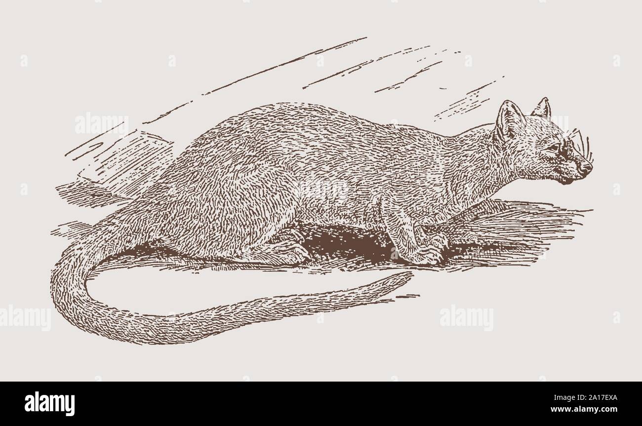 Fossa (cryptoprocta ferox) from madagascar sitting on the ground ...