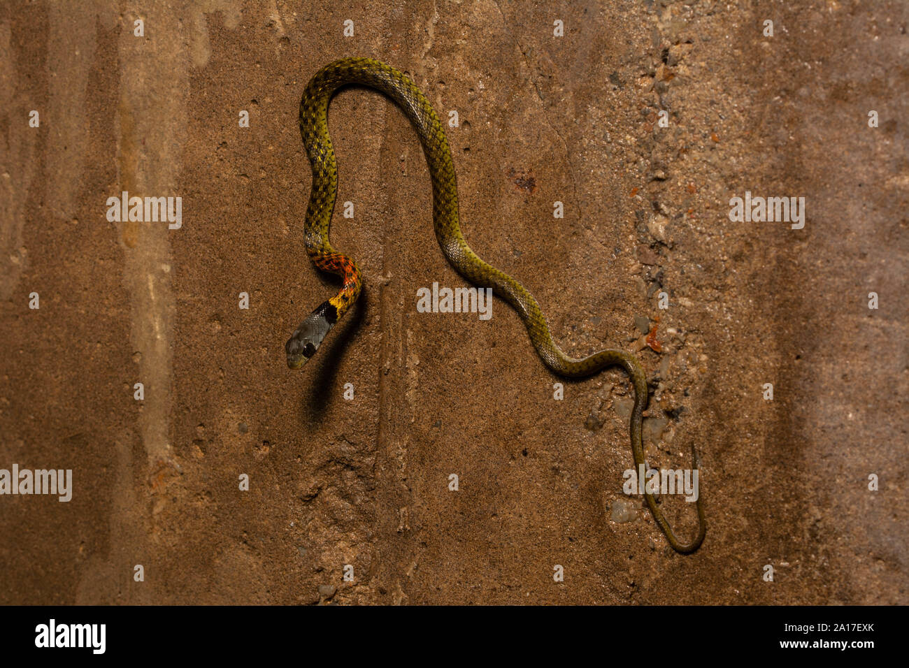 Red-necked Keelback (Rhabdophis subminiatus subminiatus) from Hong Kong ...