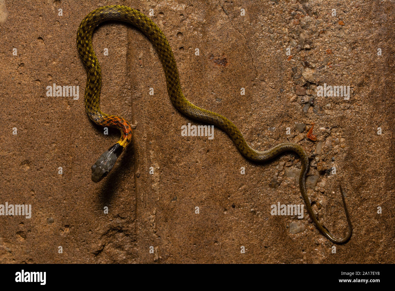 Redneck keelback hi-res stock photography and images - Alamy