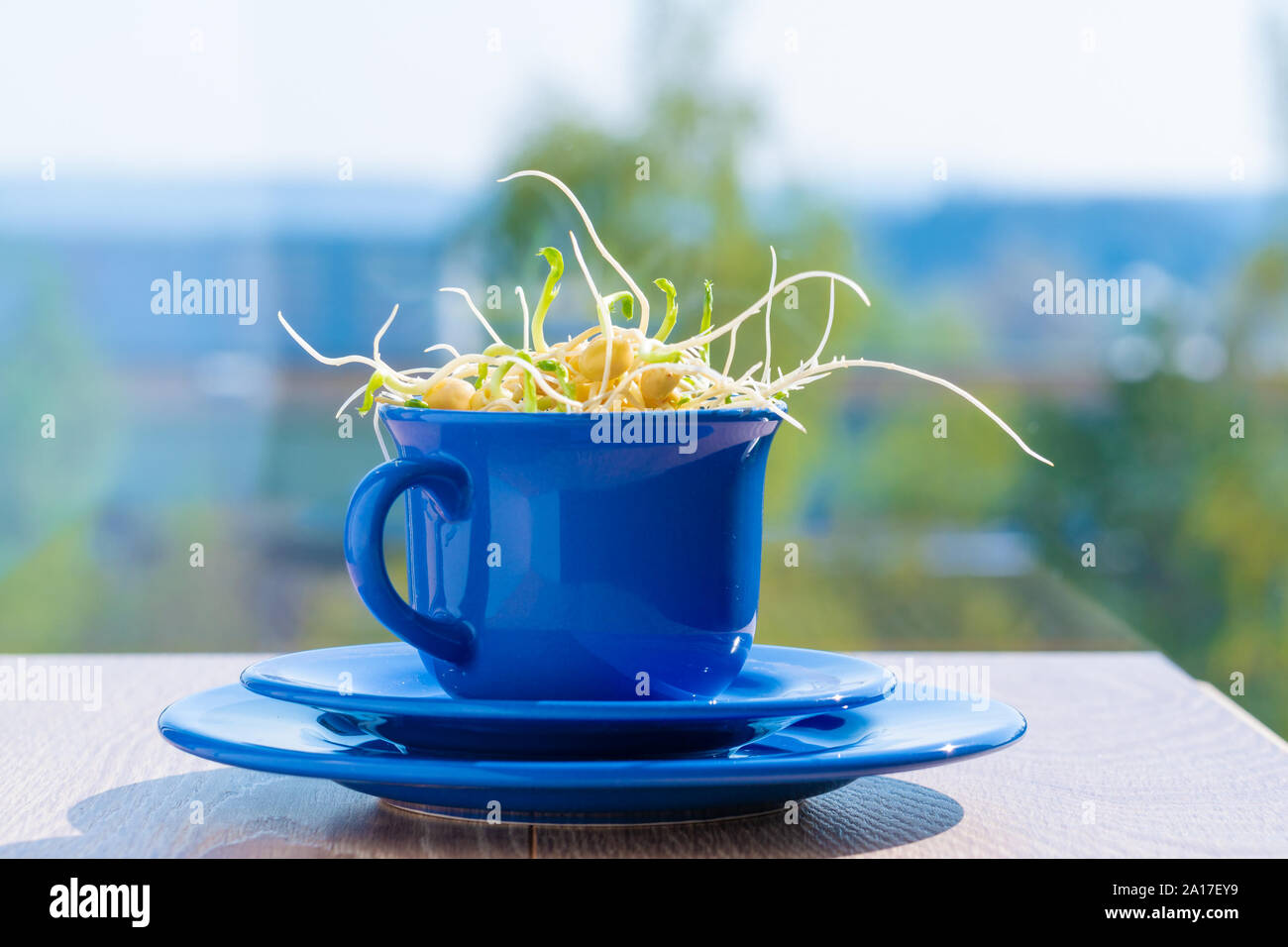 green sprouts edible plants. microgreens nutrition Stock Photo - Alamy