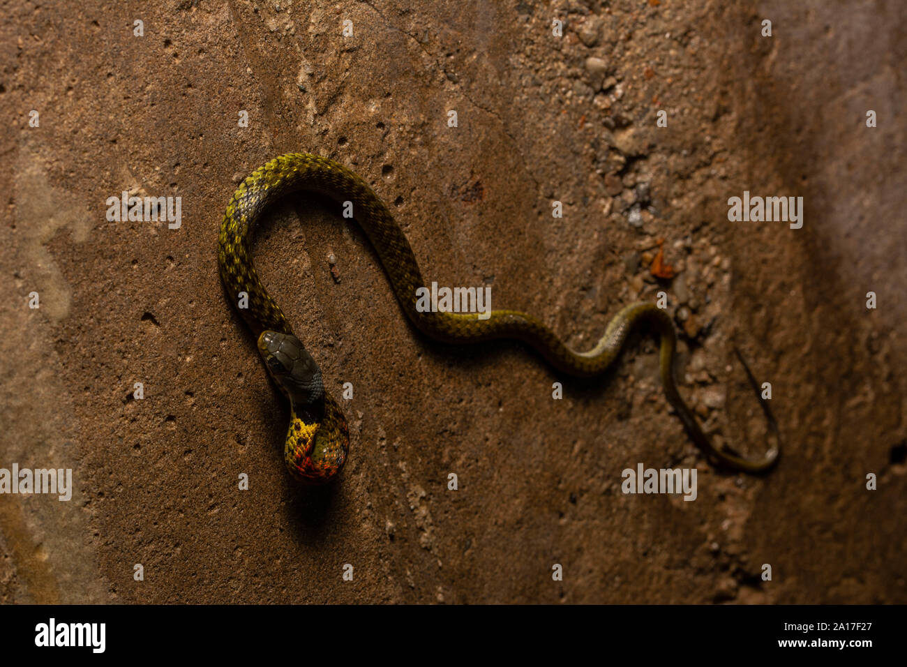 Red-necked Keelback (Rhabdophis subminiatus subminiatus) from Hong Kong ...