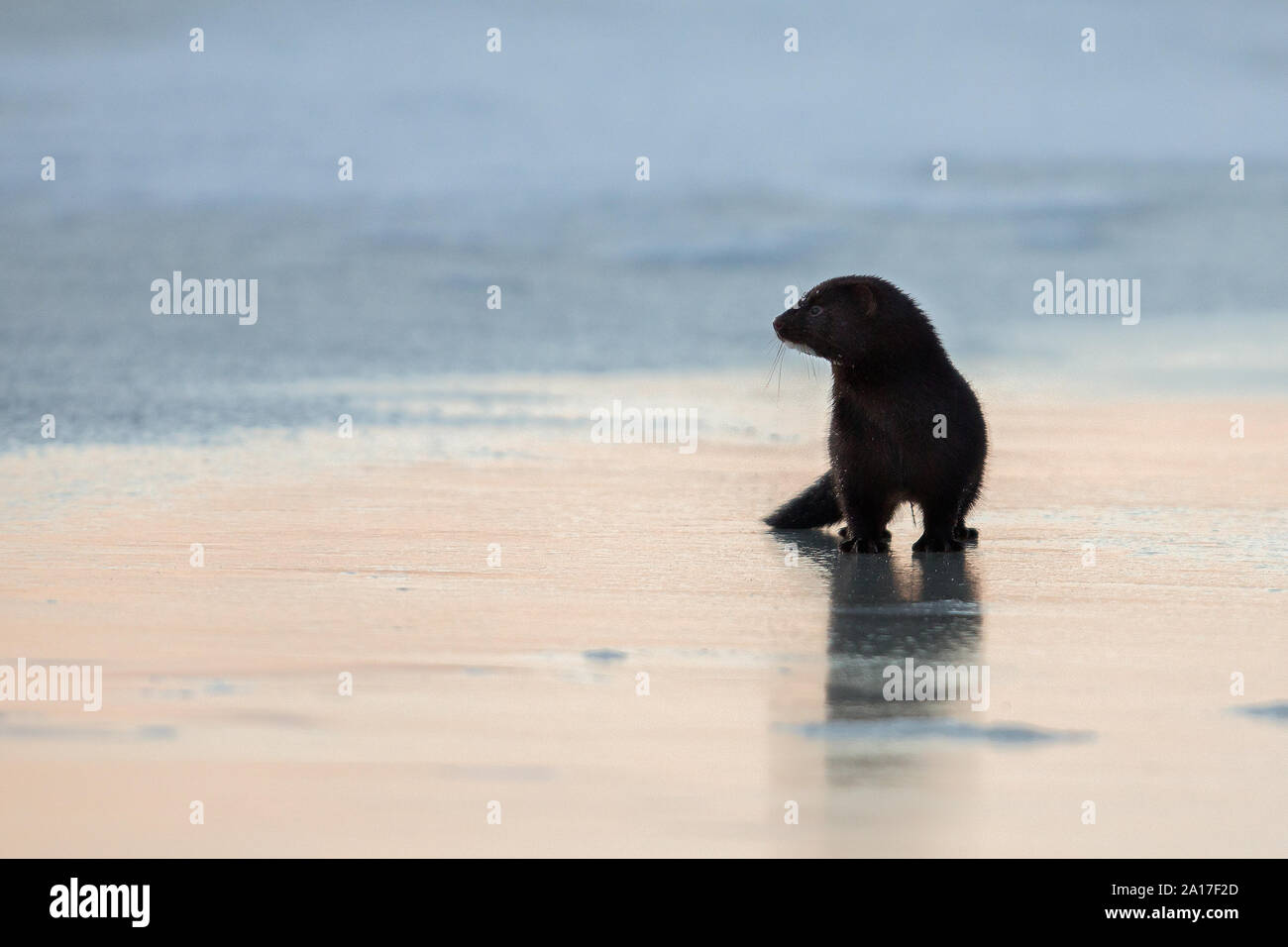 American mink on ice during sunrise Stock Photo - Alamy