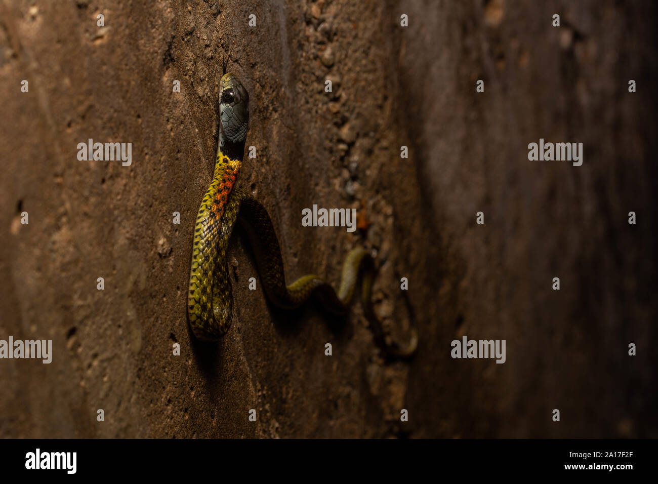 Red-necked Keelback (Rhabdophis subminiatus subminiatus) from Hong Kong ...