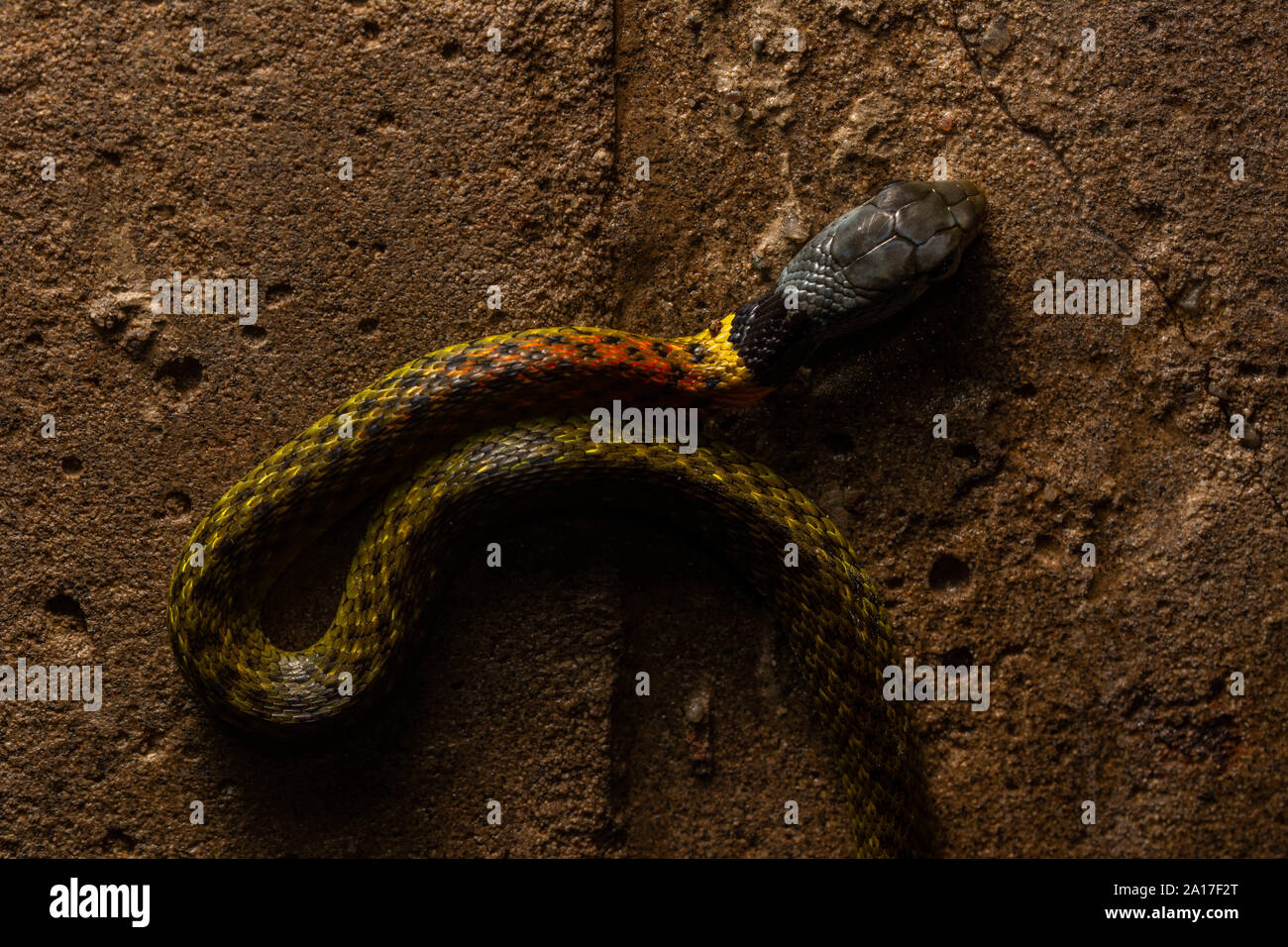 Red-necked Keelback (Rhabdophis subminiatus subminiatus) from Hong Kong ...