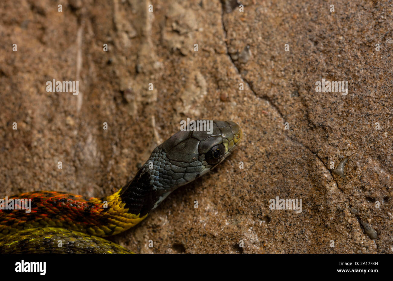 Red-necked Keelback (Rhabdophis subminiatus subminiatus) from Hong Kong ...