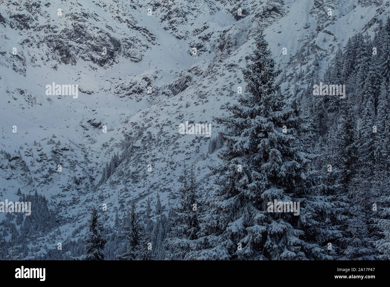 Conifer tree snow valley blue sky sun mountains landscape hi-res stock ...